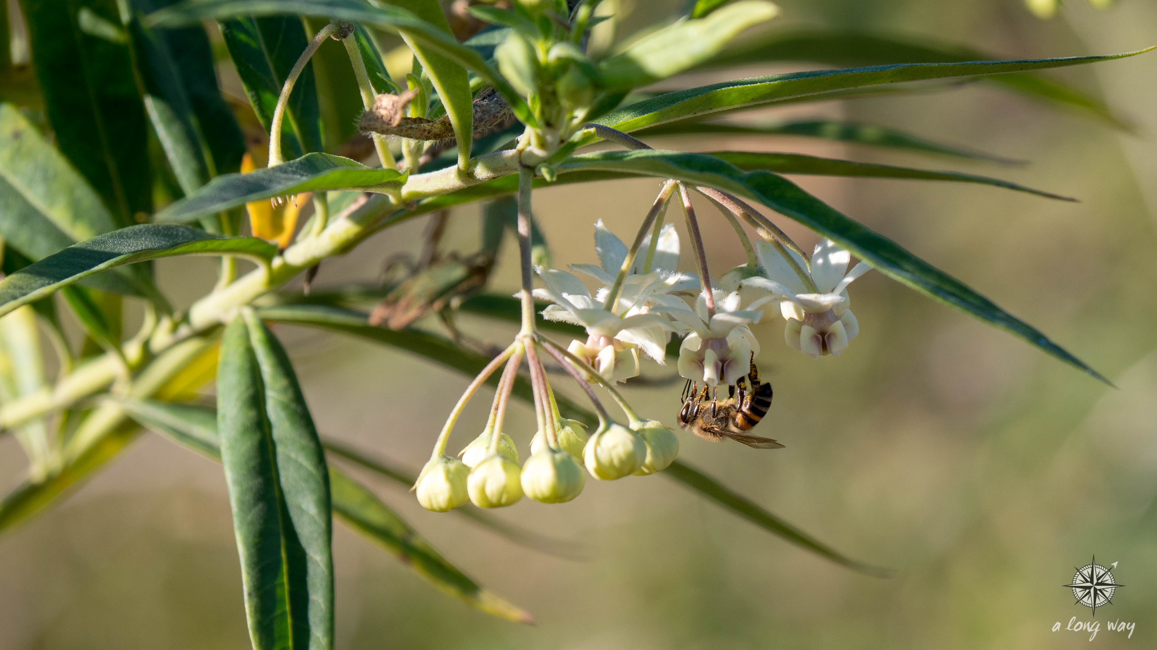 South Africa – a long way