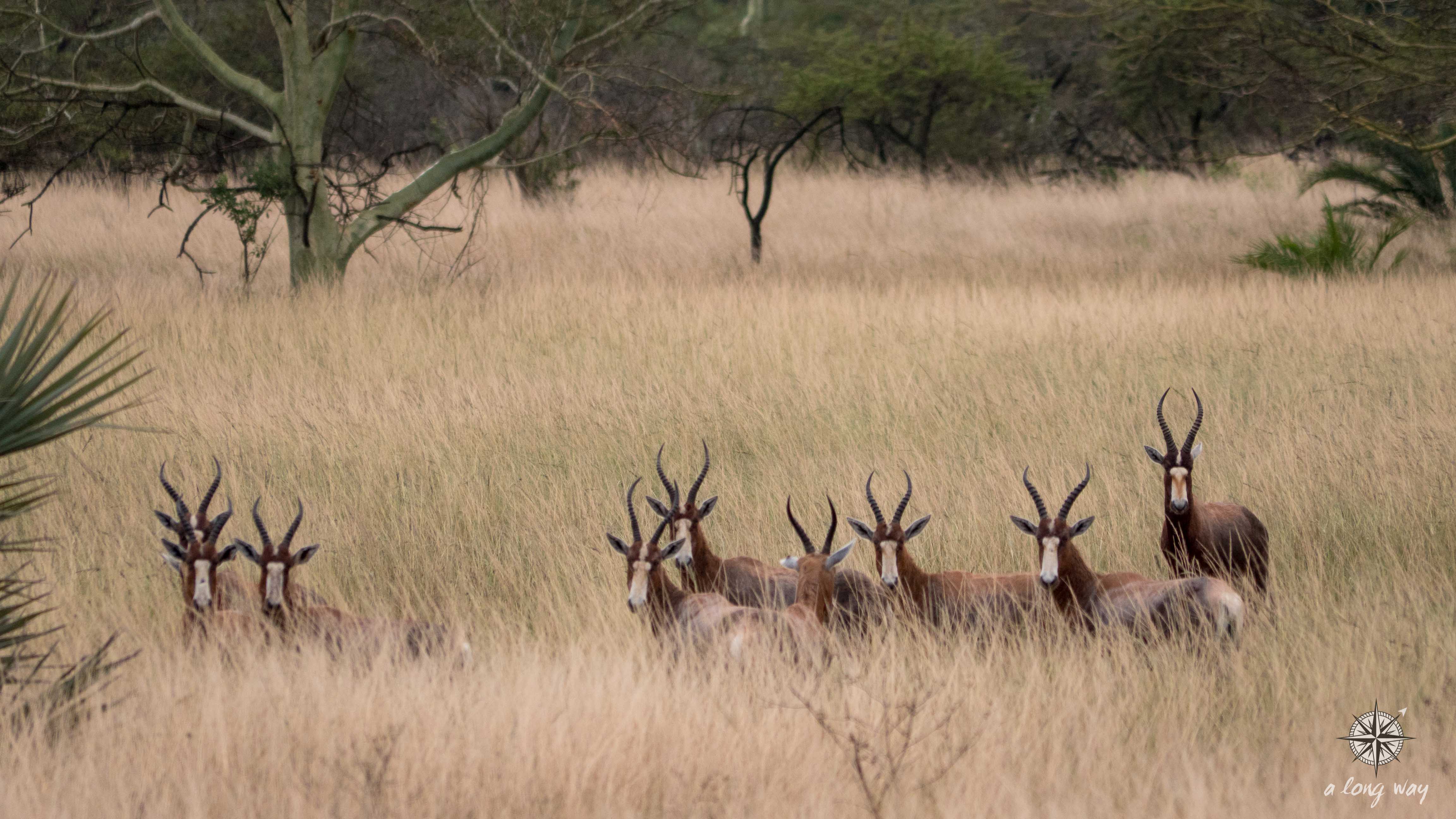 Gallery of Swaziland – a long way